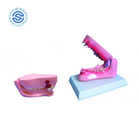 Dog Teeth Animal Anatomic Model anatomical model animals anatomical ...