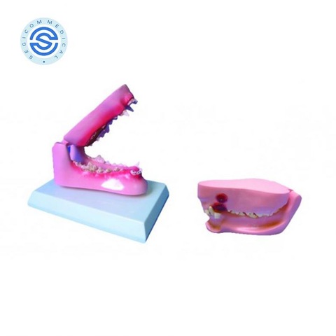 Dog Teeth Animal Anatomic Model anatomical model animals anatomical ...