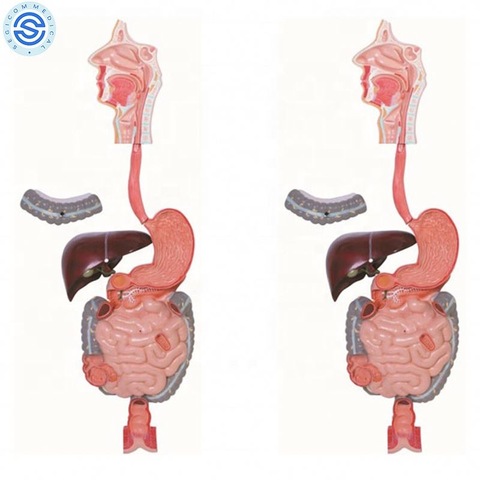 Medical Science Digestive System Anatomical Model Organ 6 Parts ...