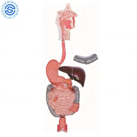 Medical Science Digestive System Anatomical Model Organ 6 Parts ...