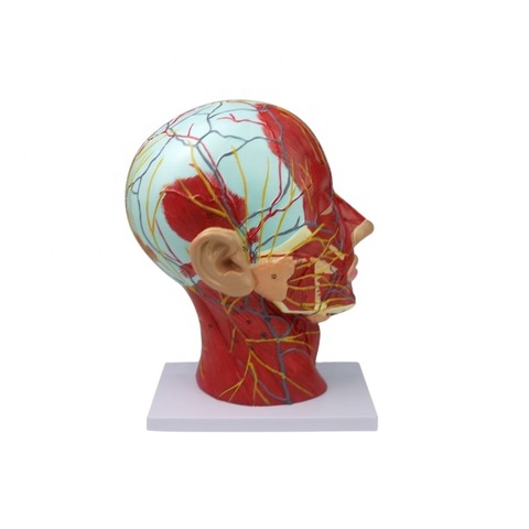 muscle-bound neurovascular model of the human skull head median ...